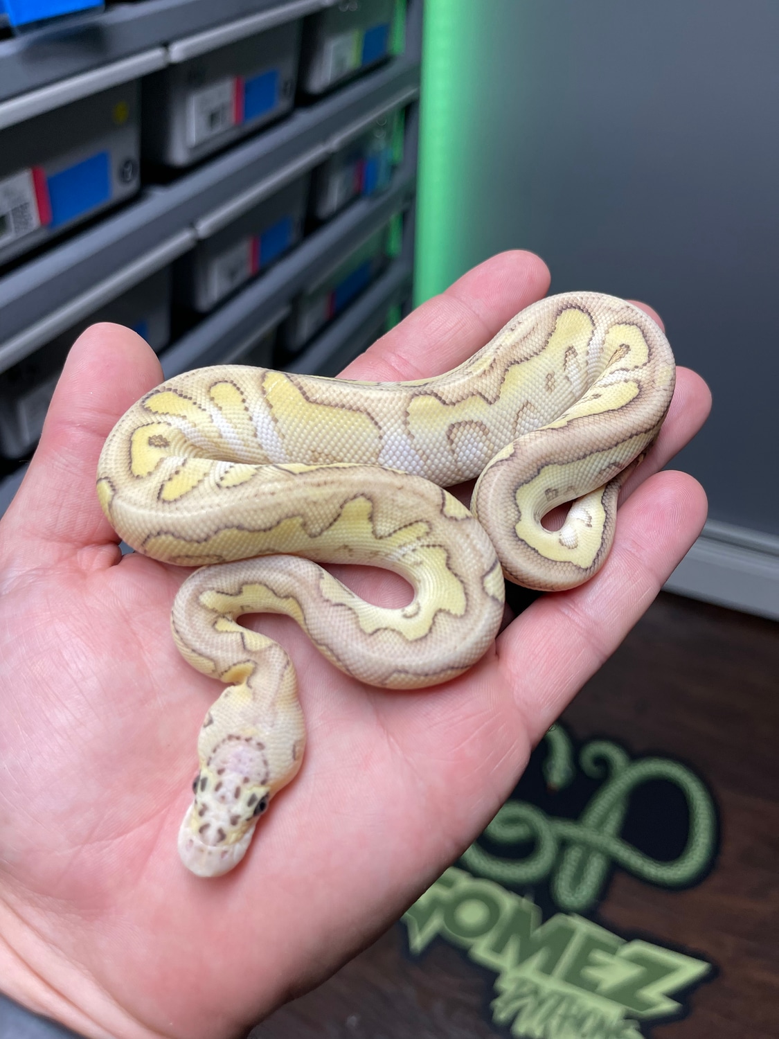 50% Het Candy Pastel Lesser Clown Ball Python by Gomez Pythons ...