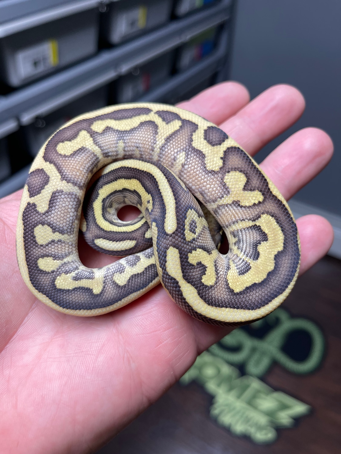 Lesser Leopard Het Clown Ball Python by Gomez Pythons - MorphMarket