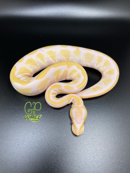 BH Candy Female Ball Python by Gomez Pythons