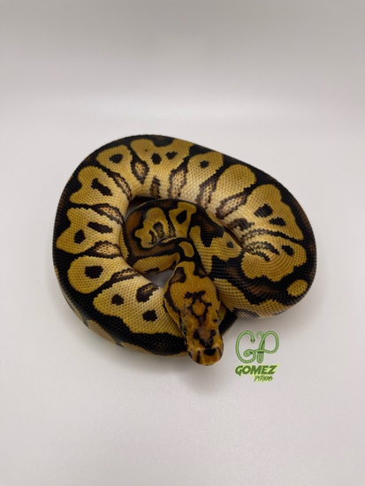 Spotnose Clown Ball Python by Gomez Pythons