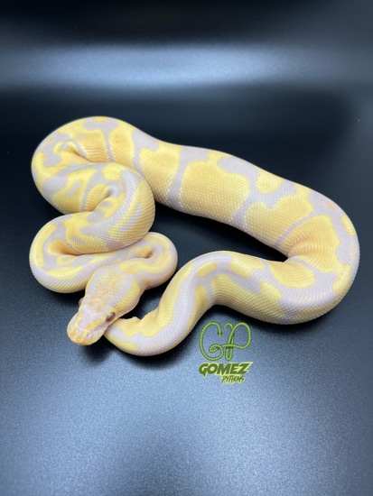 Candy 66 Het Pied Ball Python by Gomez Pythons