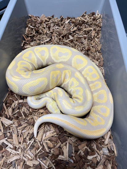 Adult Female!!! Black Pastel Candino Ball Python by Gomez Pythons
