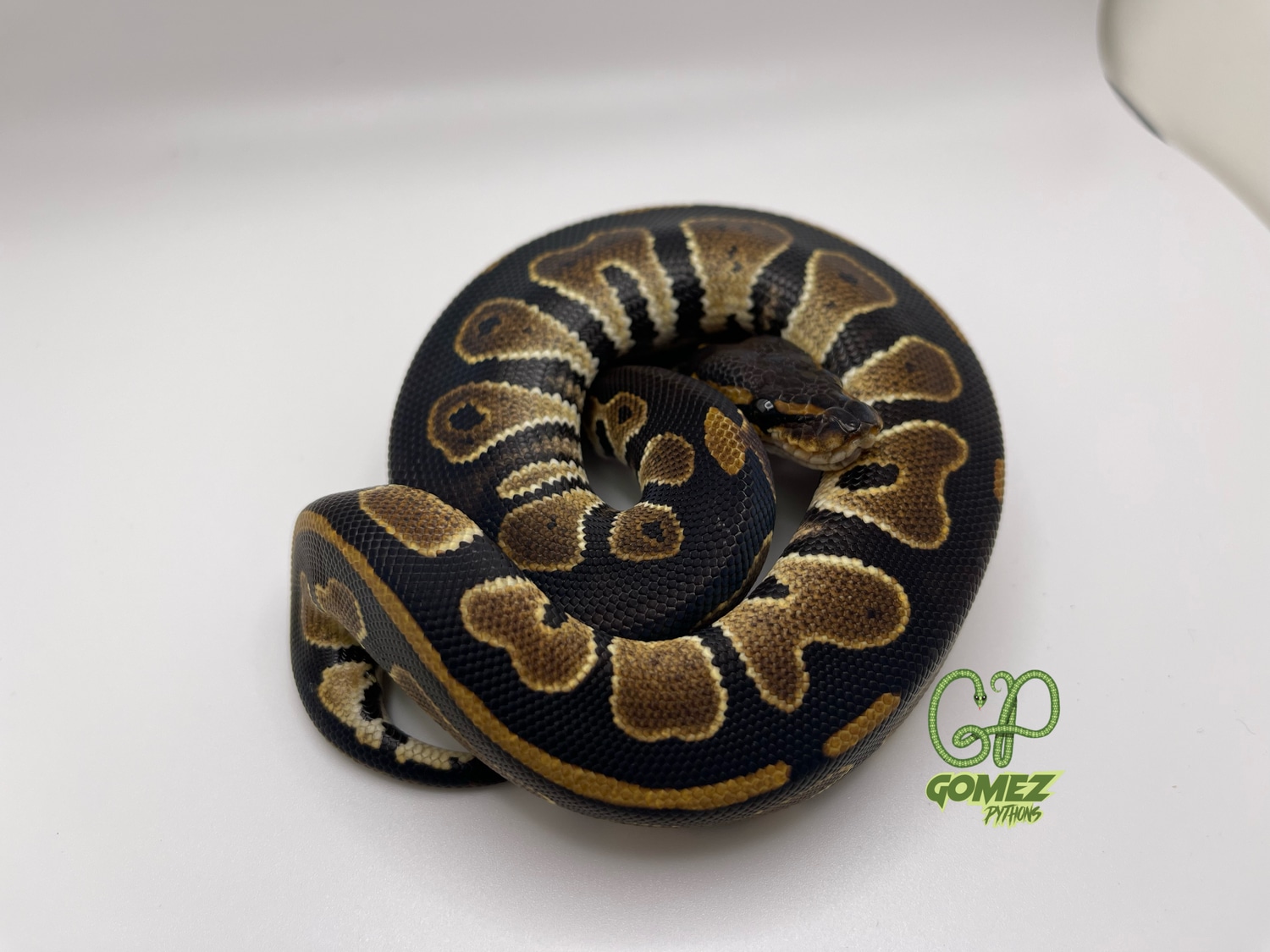 Chocolate Het Clown Ball Python by Gomez Pythons - MorphMarket
