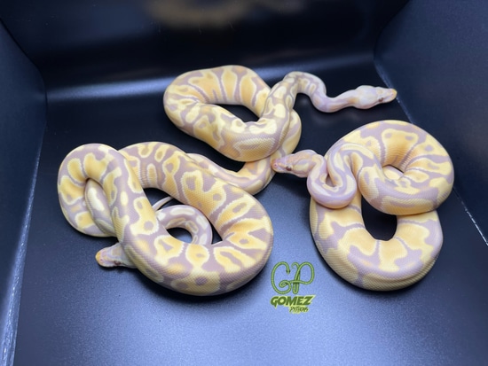 Trio!!! Pastel Candy 66 Het Pied Ball Python by Gomez Pythons