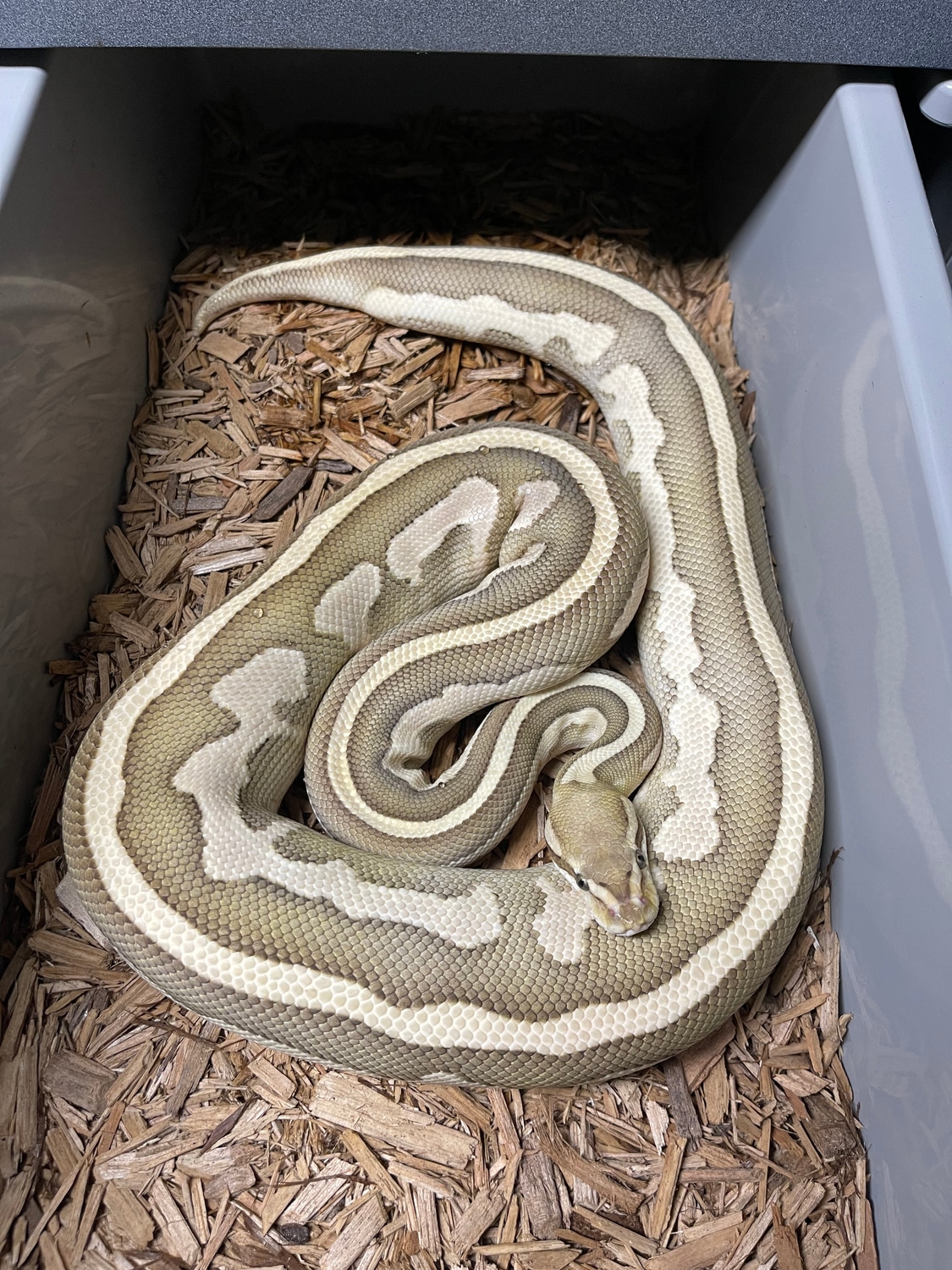 PB Lesser Leopard Ball Python by Gomez Pythons - MorphMarket