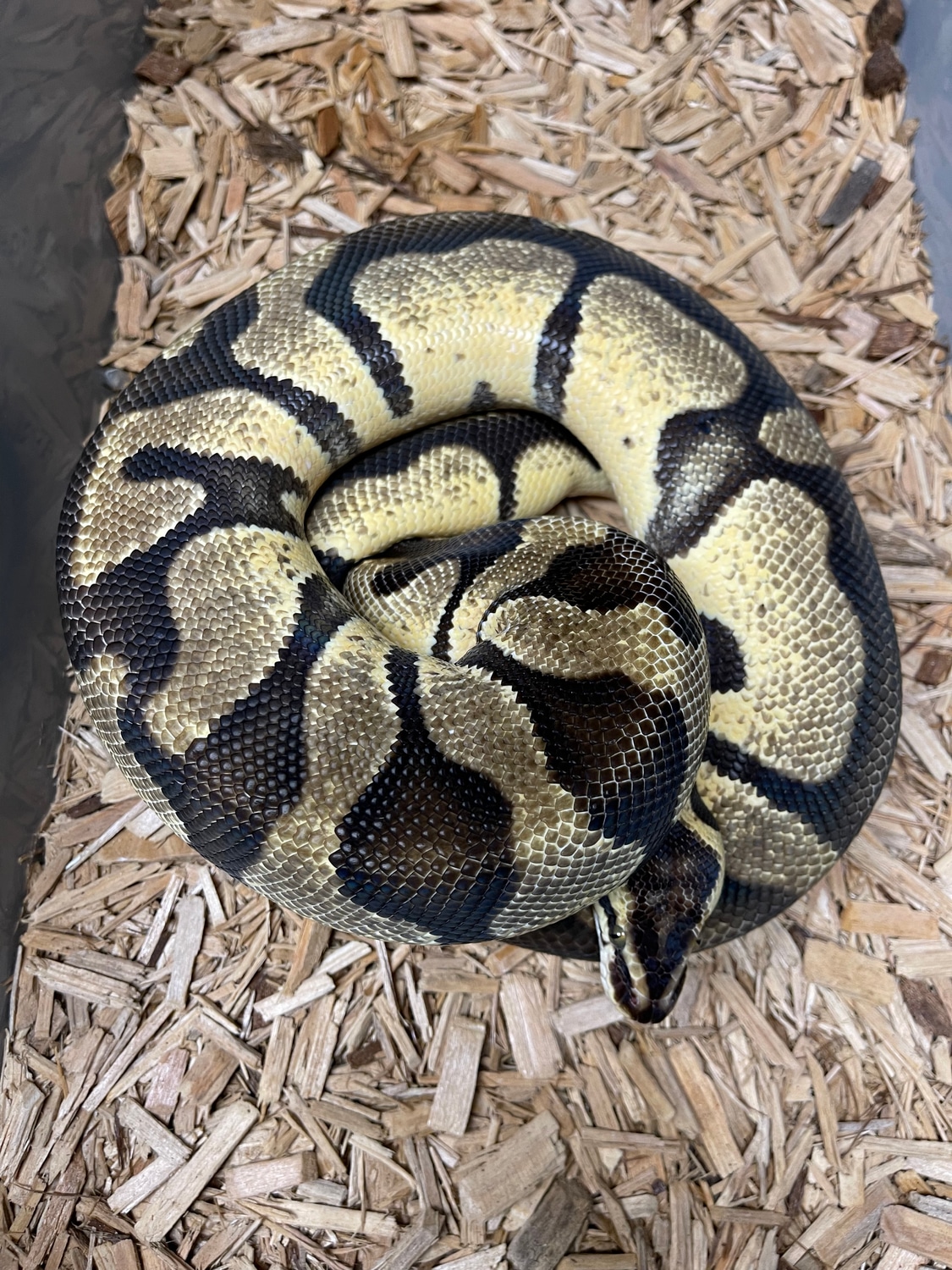 PB Female!! Pastel Enchi Het Pied Ball Python by Gomez Pythons ...