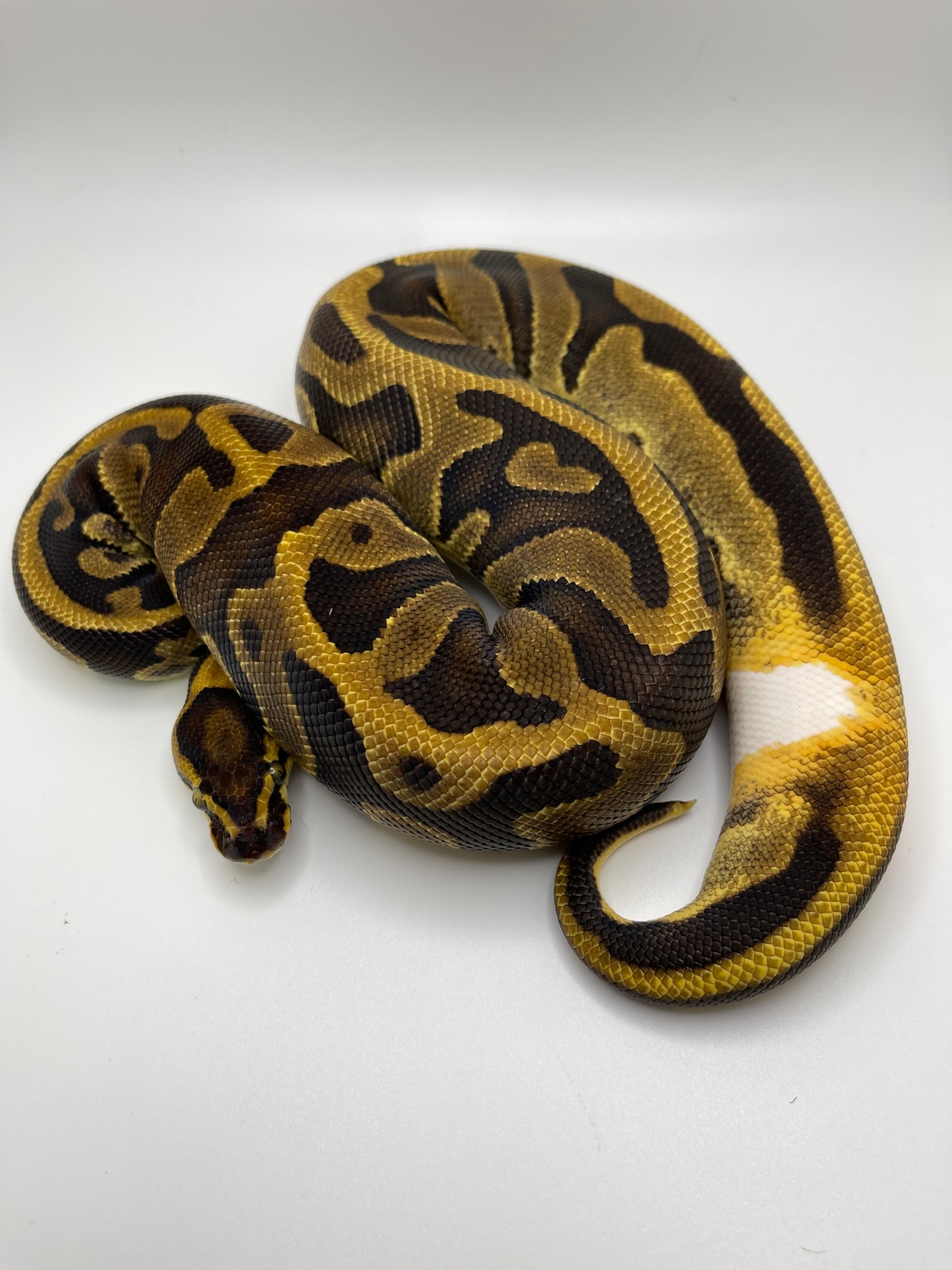 Leopard Enchi Het Candy 66% Het Pied Ball Python by Gomez Pythons ...