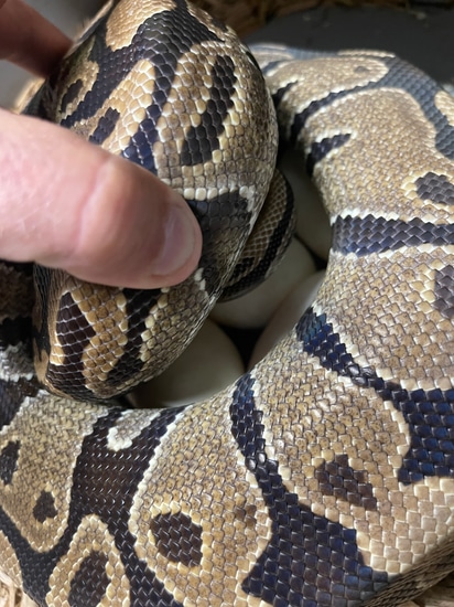 DH Candy Pied Ball Python by Gomez Pythons