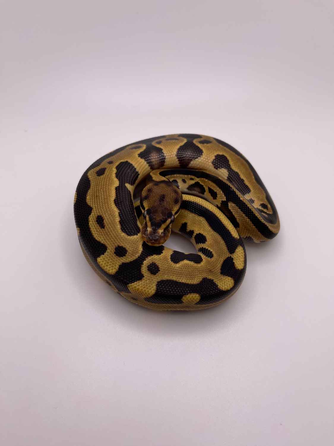 Vanilla Leopard Dbl Het Desert Ghost Pied Ball Python by Gomez Pythons ...