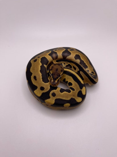 Vanilla Leopard Dbl Het Desert Ghost Pied Ball Python by Gomez Pythons