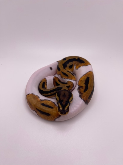 Leopard Pied Het Desert Ghost Ball Python by Gomez Pythons