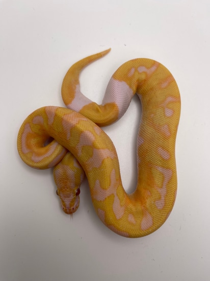 Enchi Candy Pied Ball Python by Gomez Pythons