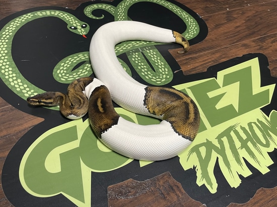 Mahogany Pied Ball Python by Gomez Pythons