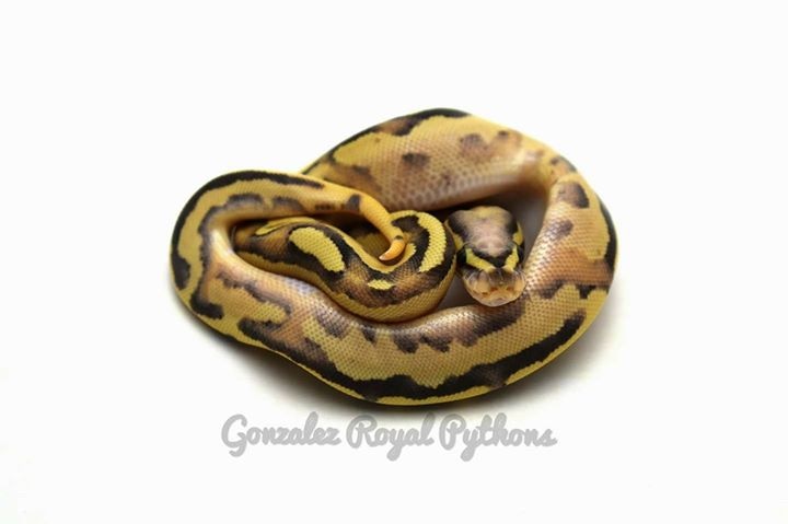Orange Dream Vanilla Cream Yellow Belly Ball Python by Gonzalez Royal ...