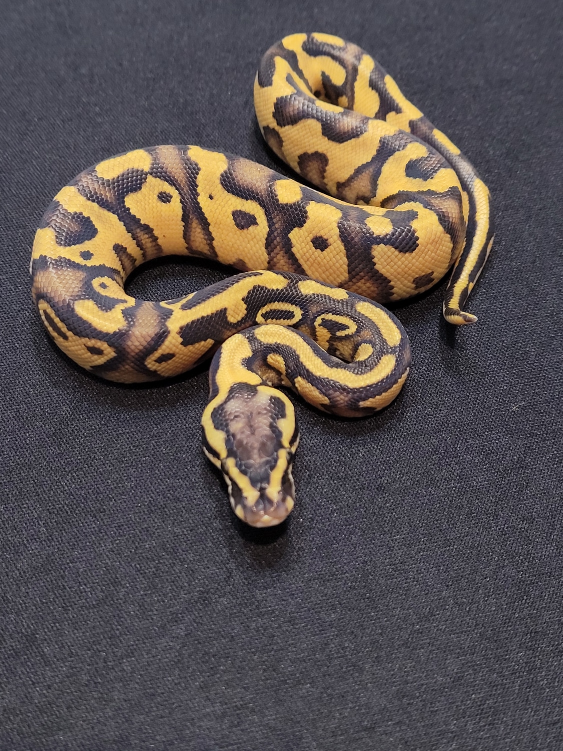 ODYB Leopard Enchi Pastel 100% Het Pied Ball Python by Clutch X ...