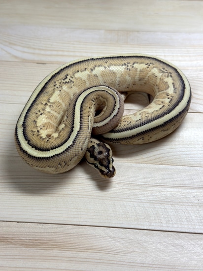 Super Stripe Ball Python by Gonzo’s Exotics LLC