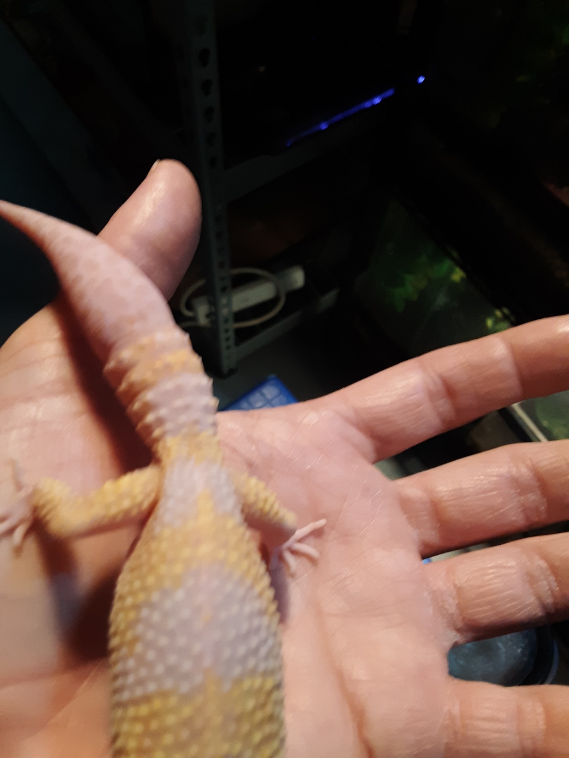 Tug Snow Tremper Albino Eclipse Leopard Gecko by Goobie geckos ...