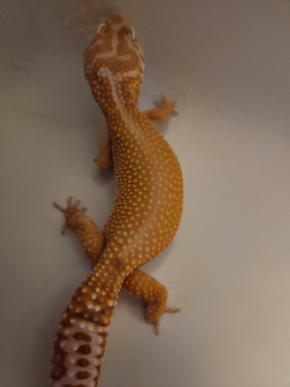 Firewater Leopard Gecko by Goobie geckos - MorphMarket