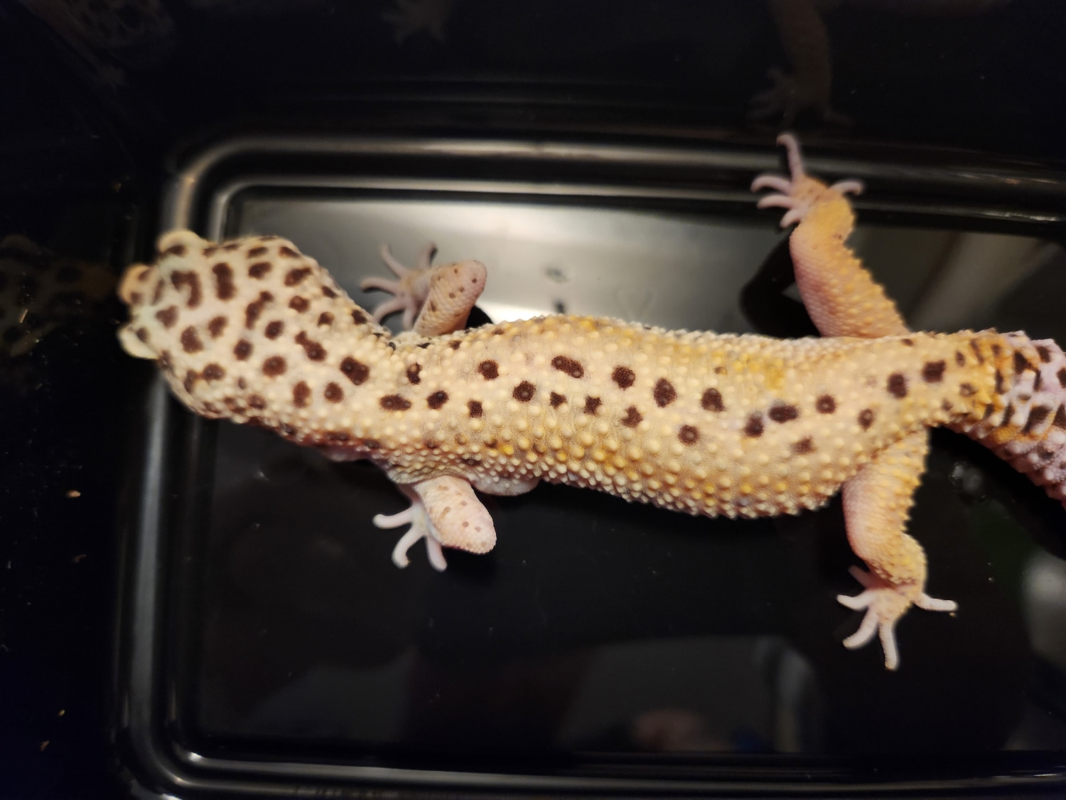 Pet Leo For Sale 8 Leopard Gecko by Goobie geckos - MorphMarket