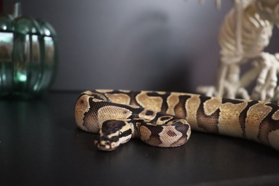 Enchi Spotnose Yellowbelly Or Asphalt Ball Python by S.A.A.K. Exotics