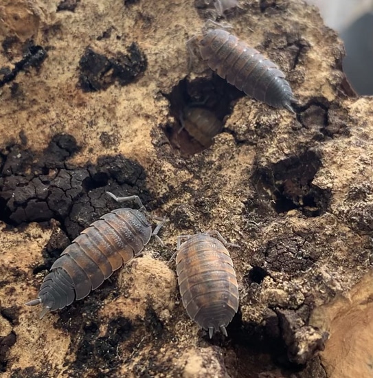 Porcellio Scaber "lava" | 10ct Isopod by ChimpkinNBeans