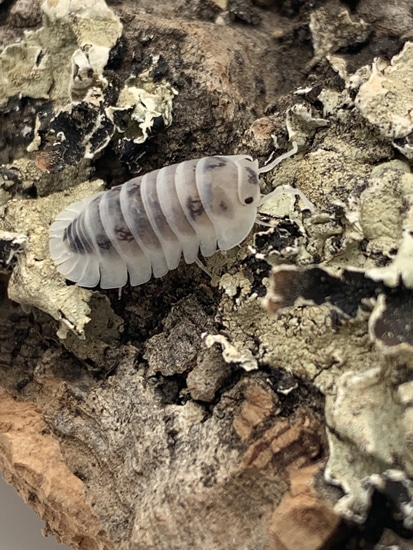 Shiro Utsuri Isopods "Nesodillo Arcangelii" | 10ct by ChimpkinNBeans