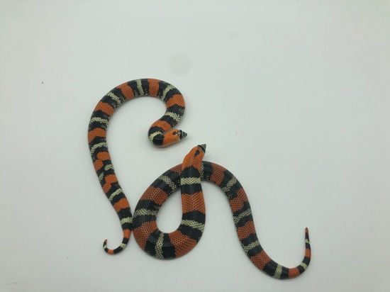 1.1 Orange Tri-color Hognose Snakes Tri-Color Hognose by Good Life Geckos