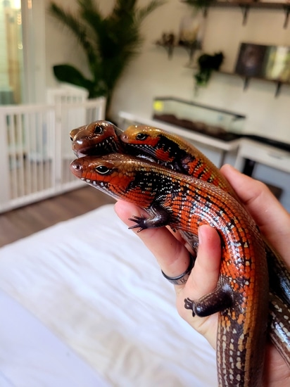 1.1 CB High Red Fire Skinks by Good Life Geckos