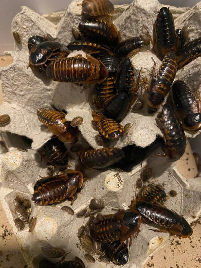 1/4” Small Dubia 500 & 1000 Lots Cockroach by Good Life Geckos