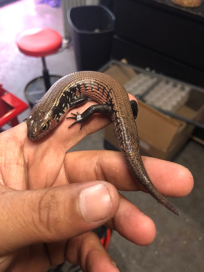 23 CBB African Fire Skinks by Good Life Geckos