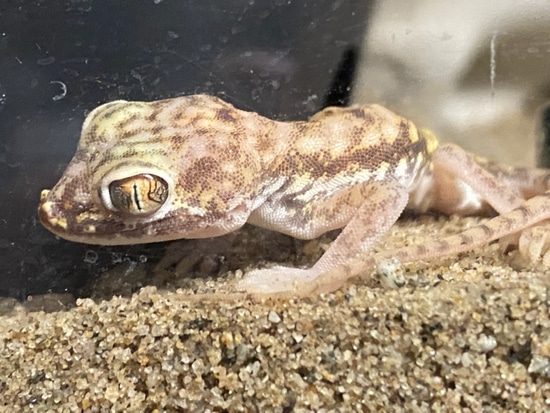 Egyptian Sand Geckos More Gecko by Good Life Geckos