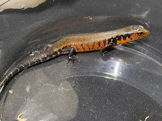 2024 CBB African Fire Skinks 1 Left by Good Life Geckos