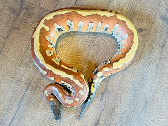 2021 Stunning Female Manic Panic X Martel Line Blood Python by Good Life Geckos