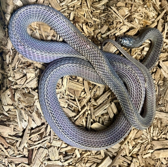 African File Snakes *crossi More Colubrid by Good Life Geckos