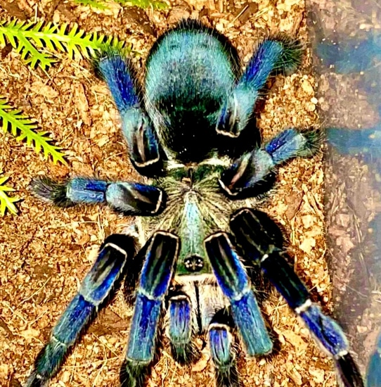 Cyriopagopus Lividus 3-4” Cobalt Blue Tarantula by Good Life Geckos