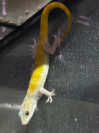 Gekko Badenii Golden Geckos More Gecko by Good Life Geckos
