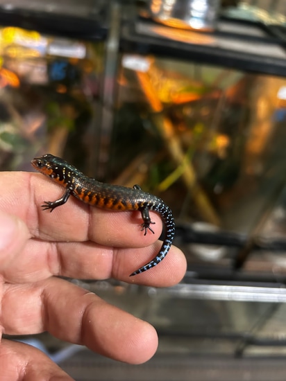 2024 CB African Fire Skinks - Mochlus Fernandi by Good Life Geckos