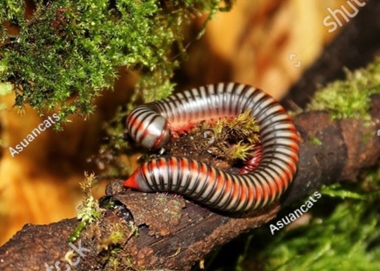Thai Rainbow Millipedes - Atopochetus Dollfusi by Good Life Geckos