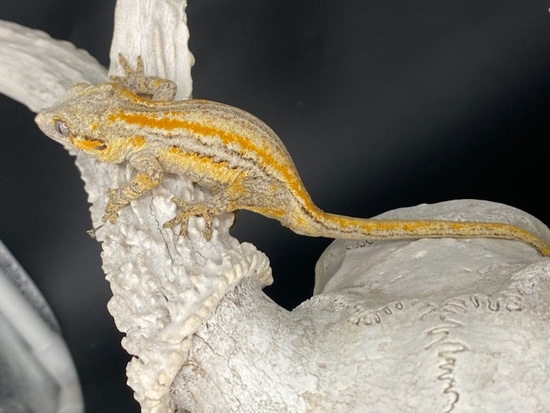 Orange Stripe Yellow Base Gargoyle Gecko by Good Life Geckos