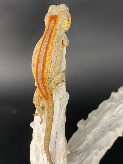 Red And Orange Stripe With Yellow Base Gargoyle Gecko by Good Life Geckos
