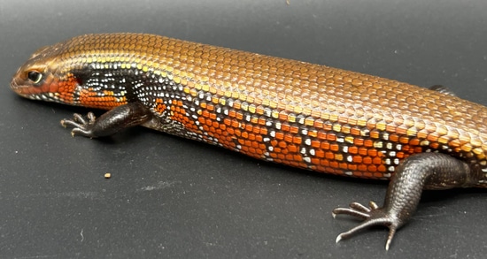 High Red African Fire Skink - Mochlus Fernandi by Good Life Geckos
