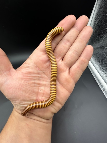 Huge Texas Gold Millipedes - Orthoporus Ornatus by Good Life Geckos