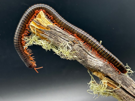 Pink Legged Spike Tail Millipede Breeding Trio by Good Life Geckos