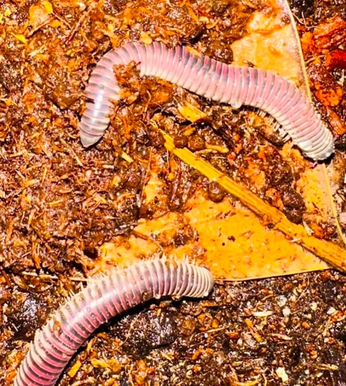 Purple Ivory Millipedes by Good Life Geckos