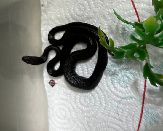 Male Black African House Snake by Good Life Geckos
