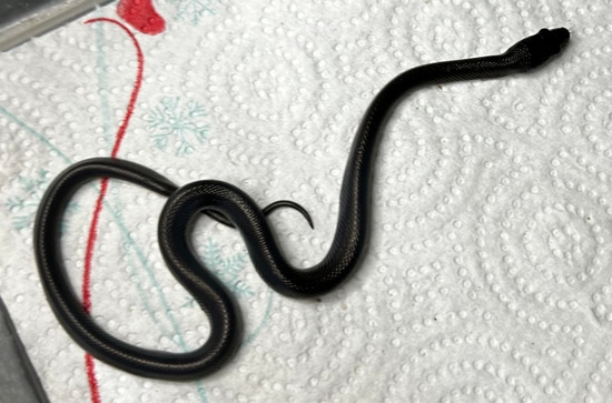 Female Black African House Snake by Good Life Geckos