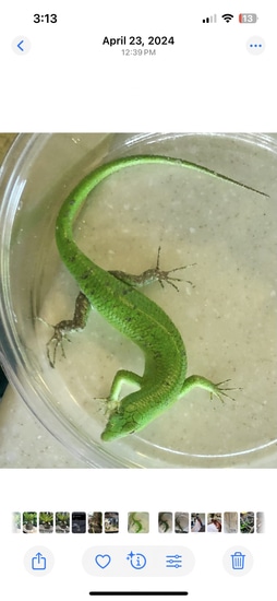 Breeding Trio Of Fijian Emerald Tree Skinks More Skink by Good Life Geckos