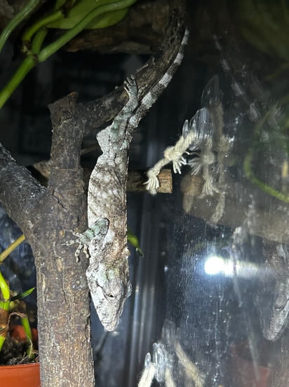 False Chameleons - Anolis Barbatus Anole by Good Life Geckos