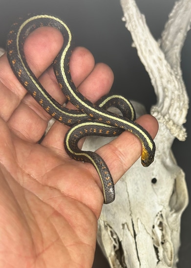 Extremely Black Oregon Red-Spotted Garter Garter Snake by Good Life Geckos