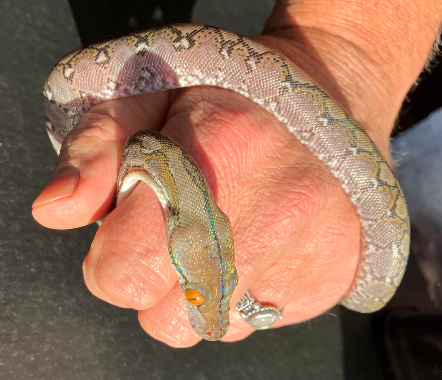 100% F2 Kalaotoa Super Dwarf Reticulated Python by GVR - (Good Vibe ...